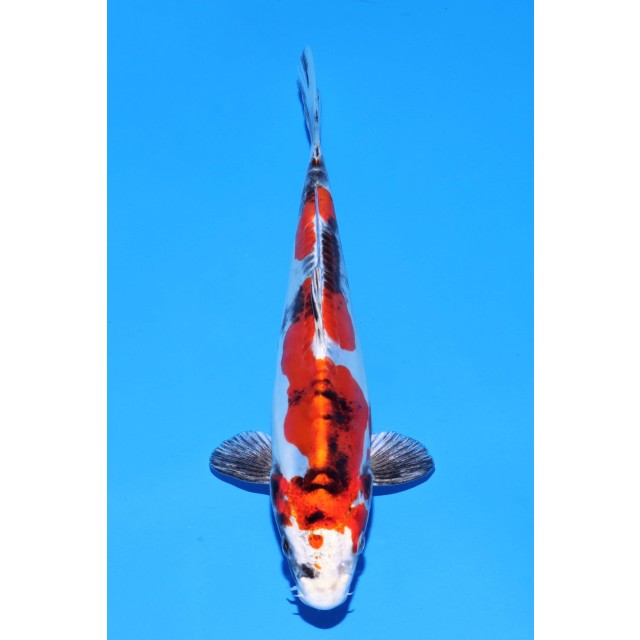 230304-057 ドイツ金昭和/Doitsu Kin Showa 20cm 性別不明/Unknown 当才/Tosai - Tani ...