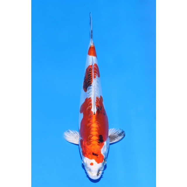 230304-058 ドイツ金昭和/Doitsu Kin Showa 18cm 性別不明/Unknown 当才/Tosai - Tani ...